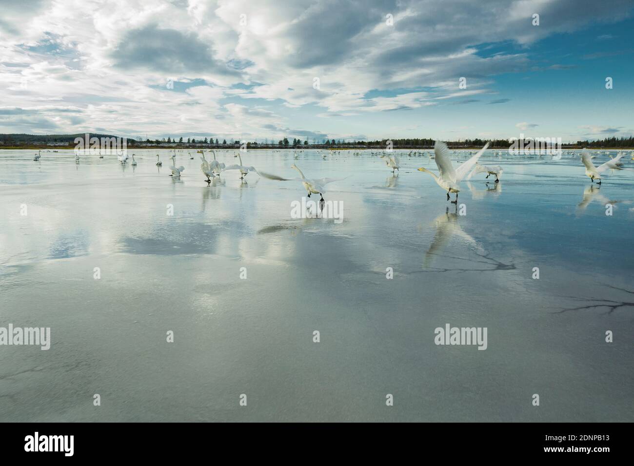 View of water birds Stock Photo - Alamy