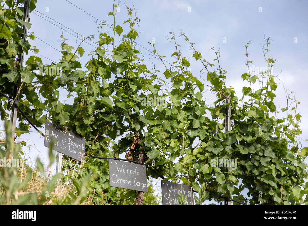 Horizontal hanging plants hi-res stock photography and images - Alamy