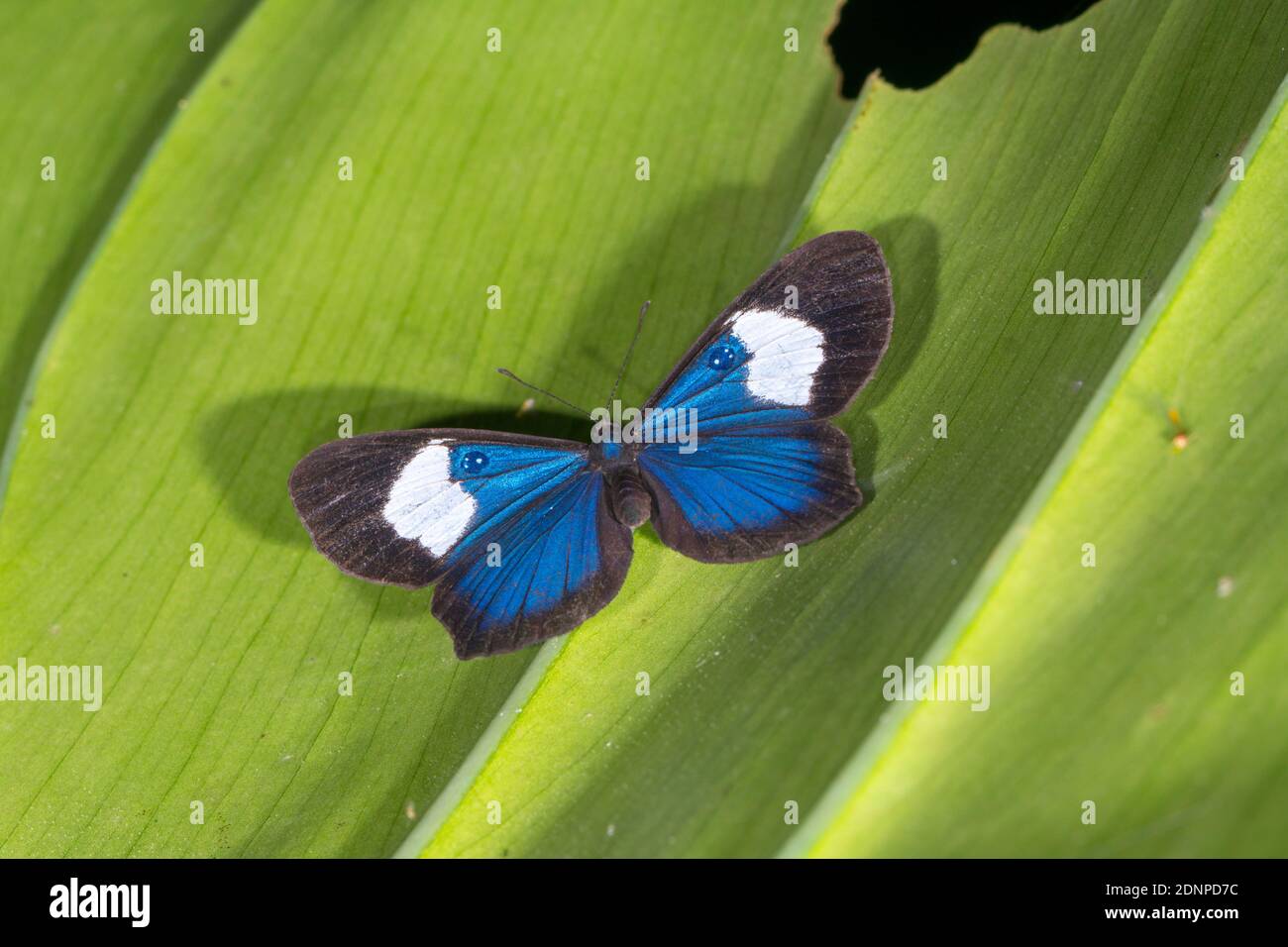 Blue metalmark butterfly hi-res stock photography and images - Alamy