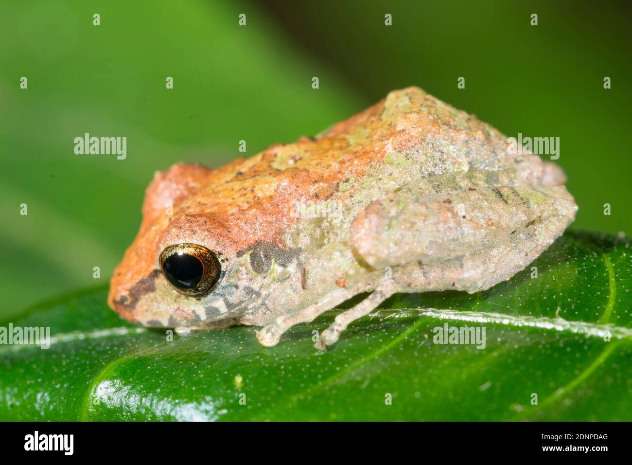 Mindo Rainfrog (Pristimantis mindo) on a leaf in the understory of ...