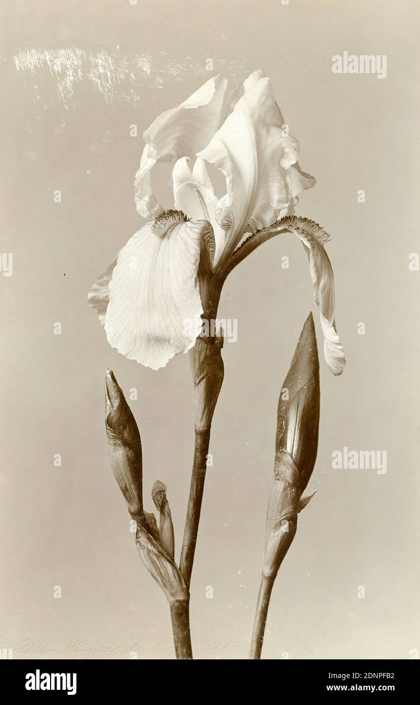 Wilhelm Weimar, Iris, collodion paper, black and white positive process ...