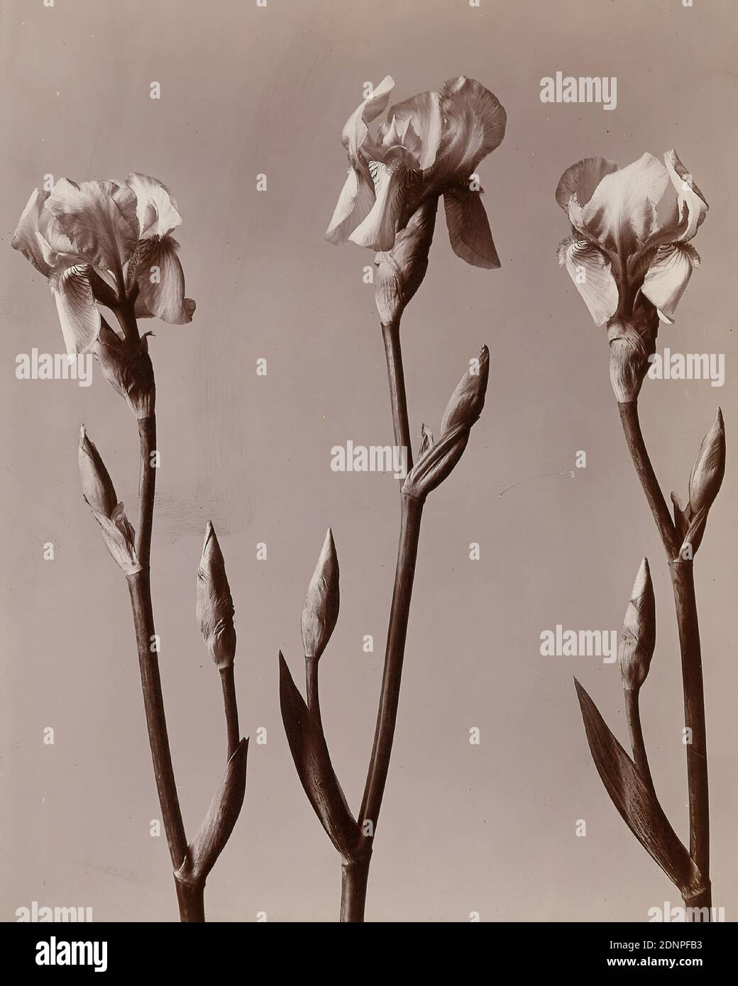 Wilhelm Weimar, iris, collodion paper, black and white positive process ...