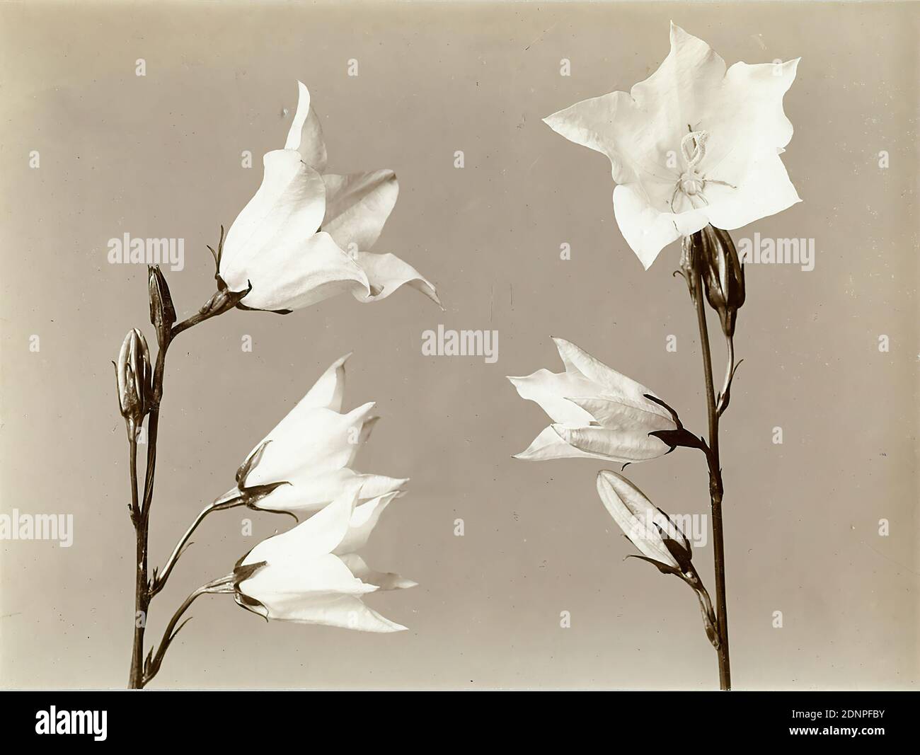 Wilhelm weimar p2008 116 hi-res stock photography and images - Alamy