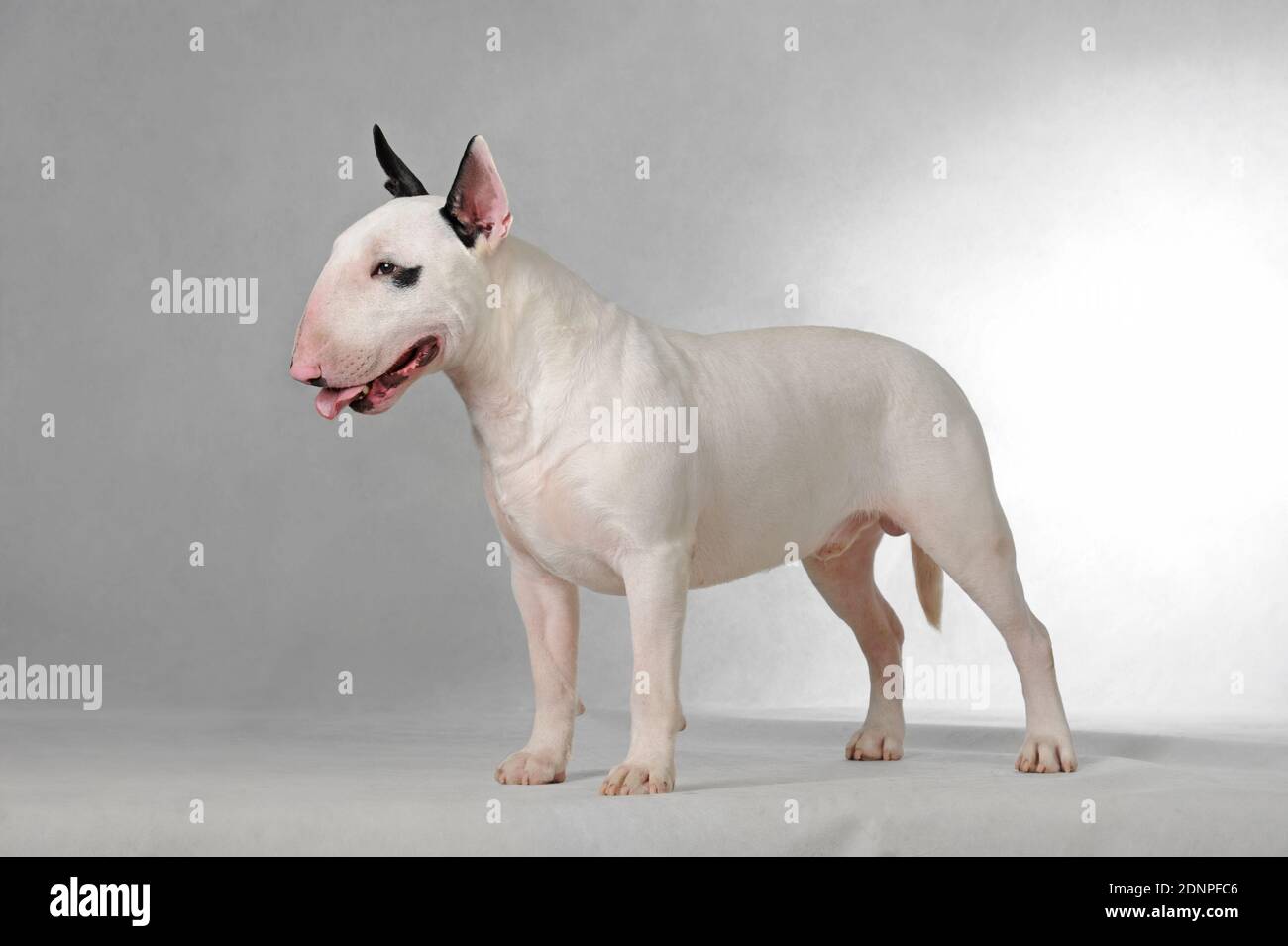 Lovely miniature bull terrier hi-res stock photography and images - Alamy