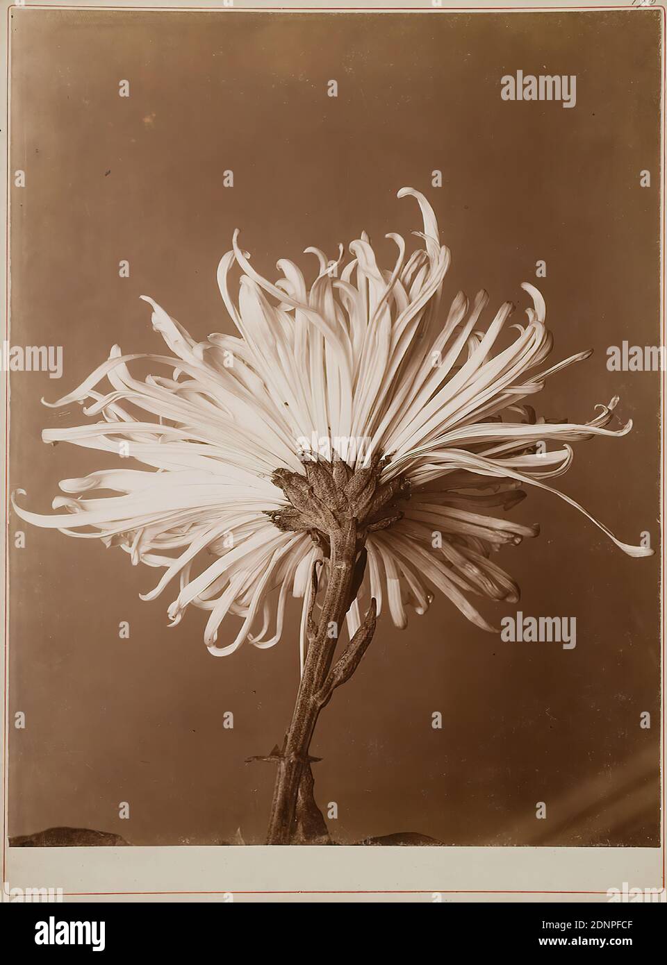Wilhelm Weimar, Chrysanthemum, collodion paper, black and white ...