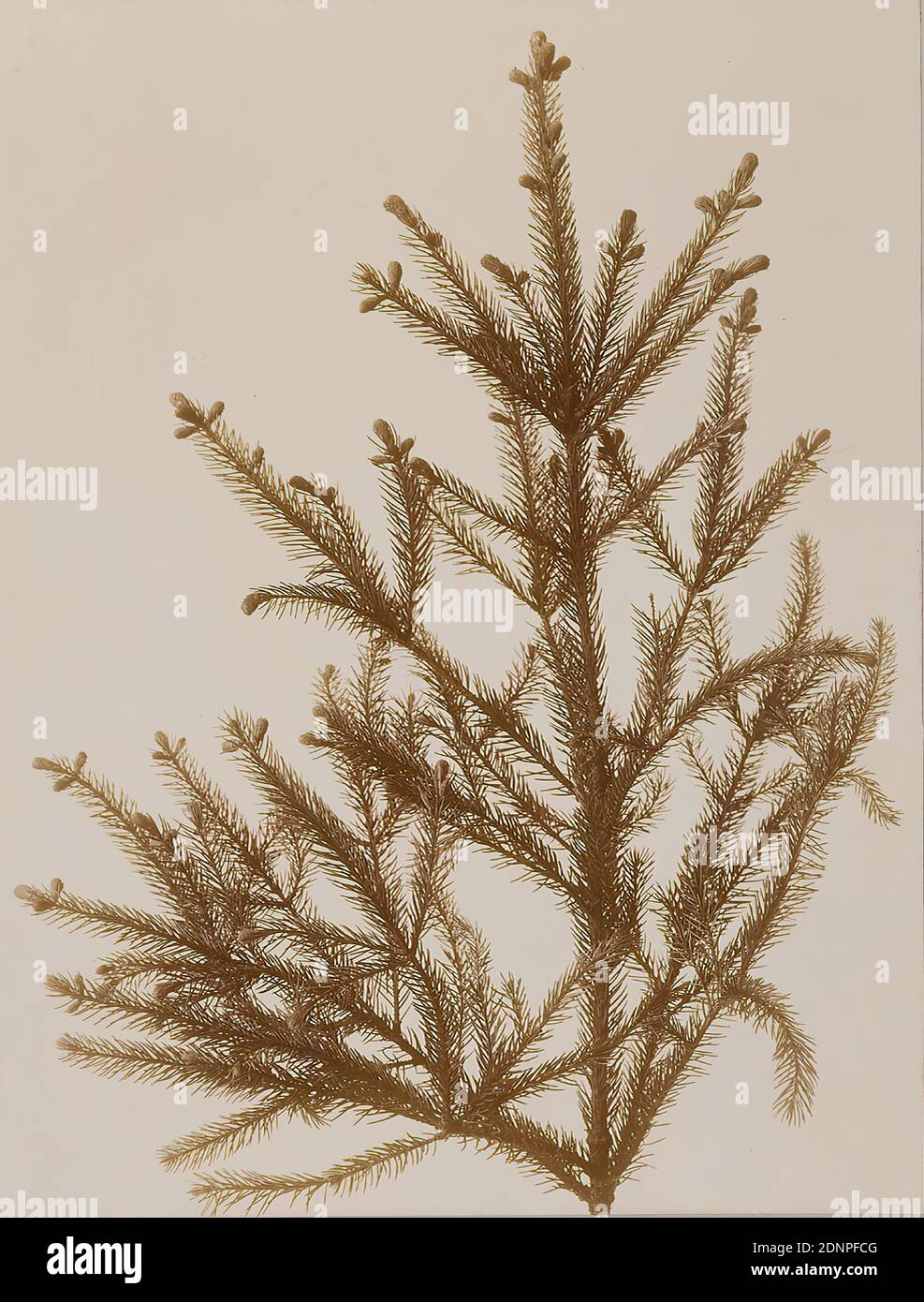 Wilhelm Weimar, fir branches, collodion paper, black and white positive ...