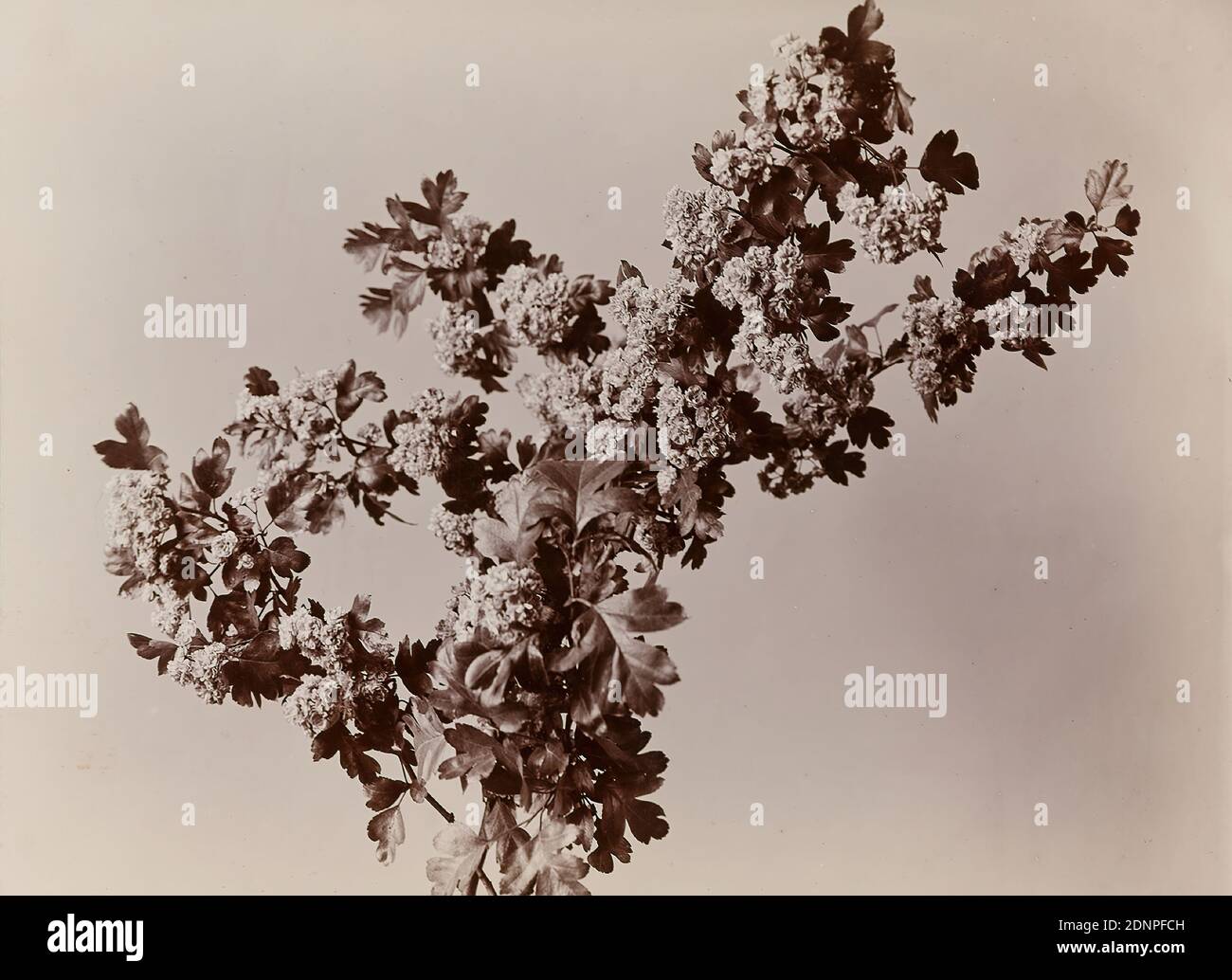 Wilhelm Weimar, hawthorn, collodion paper, black and white positive ...