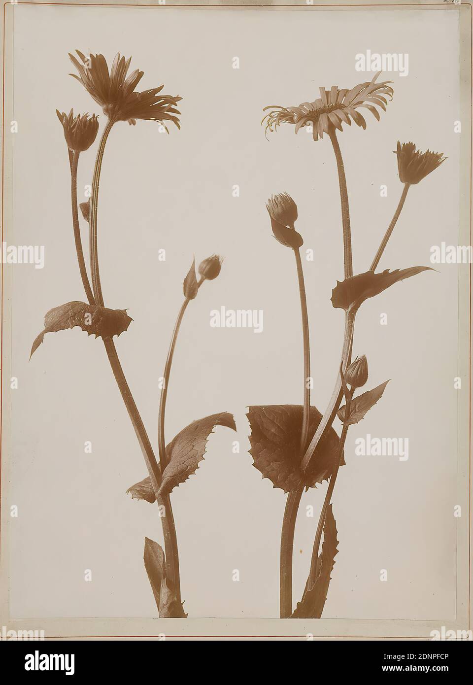 Wilhelm Weimar, daisies, collodion paper, black and white positive ...
