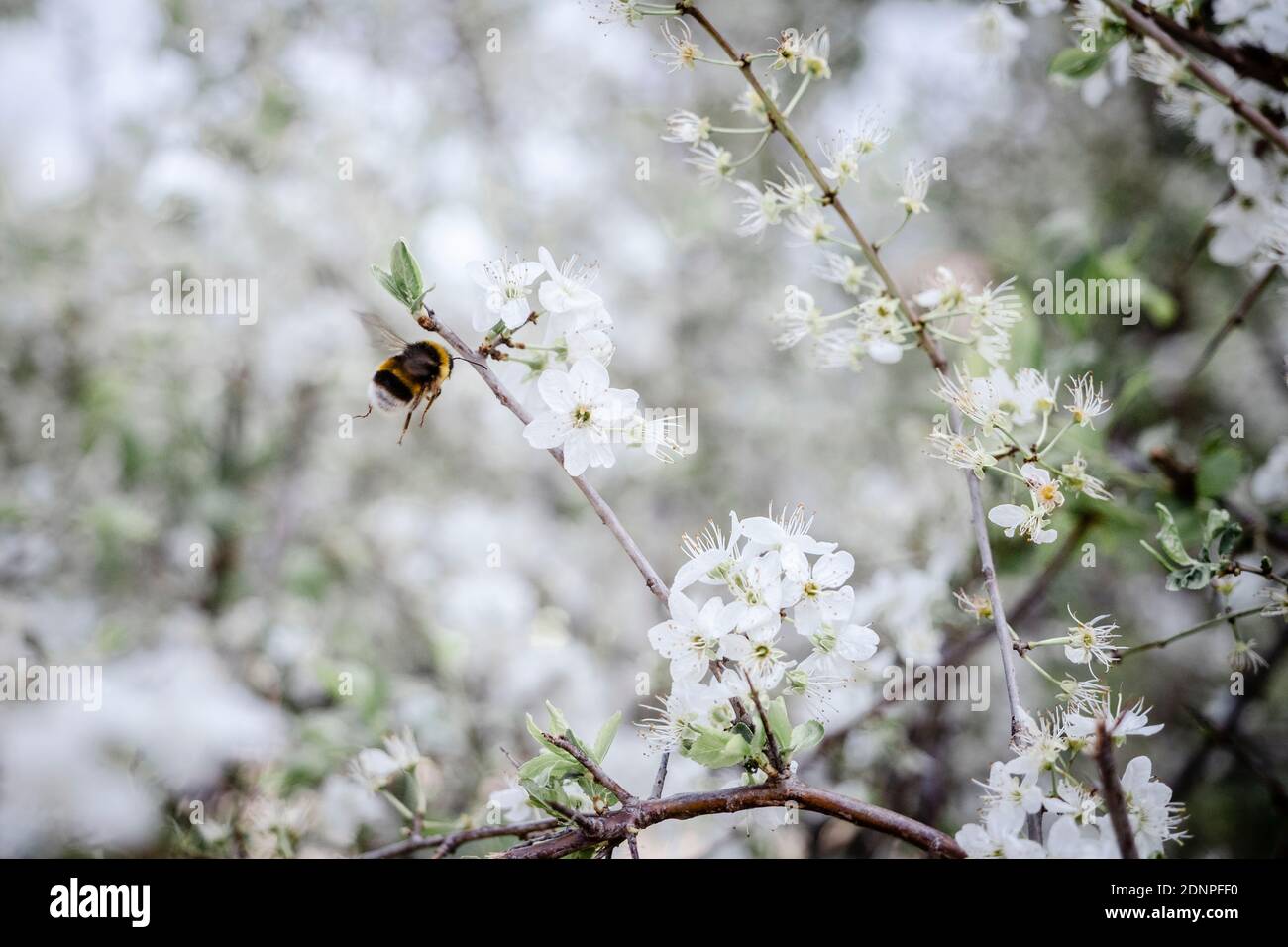 Bee over flower hi-res stock photography and images - Alamy