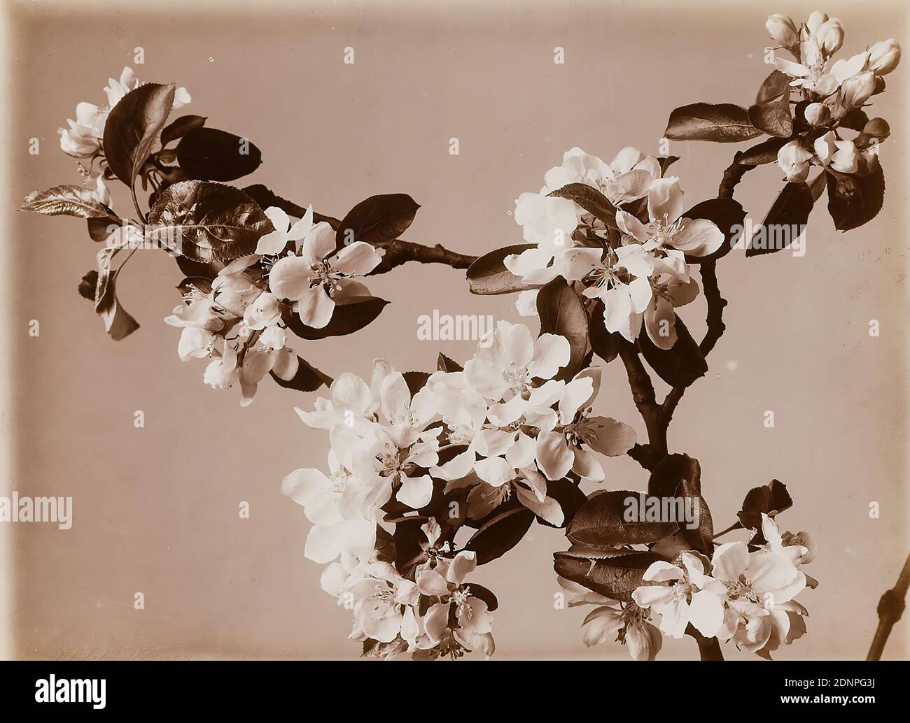 Wilhelm Weimar, apple blossom, collodion paper, black and white ...