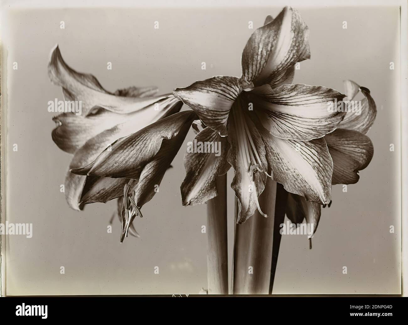 Wilhelm Weimar, amaryllis, collodion paper, black and white positive ...