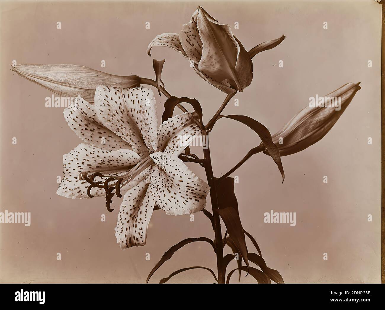 Wilhelm Weimar, lily, collodion paper, black and white positive process ...