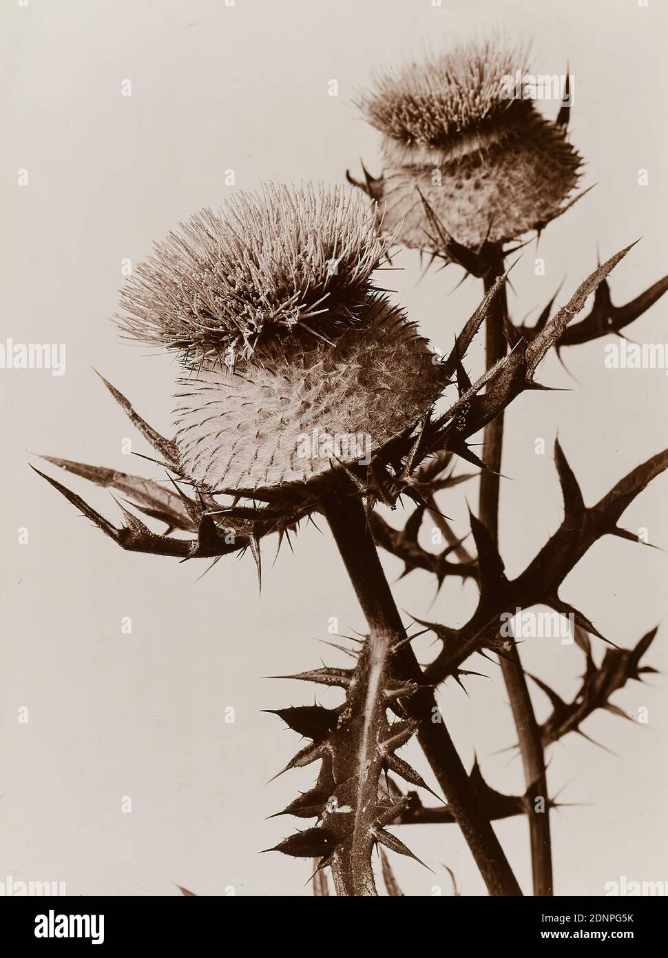Wilhelm Weimar, thistle blossom, collodion paper, black and white ...