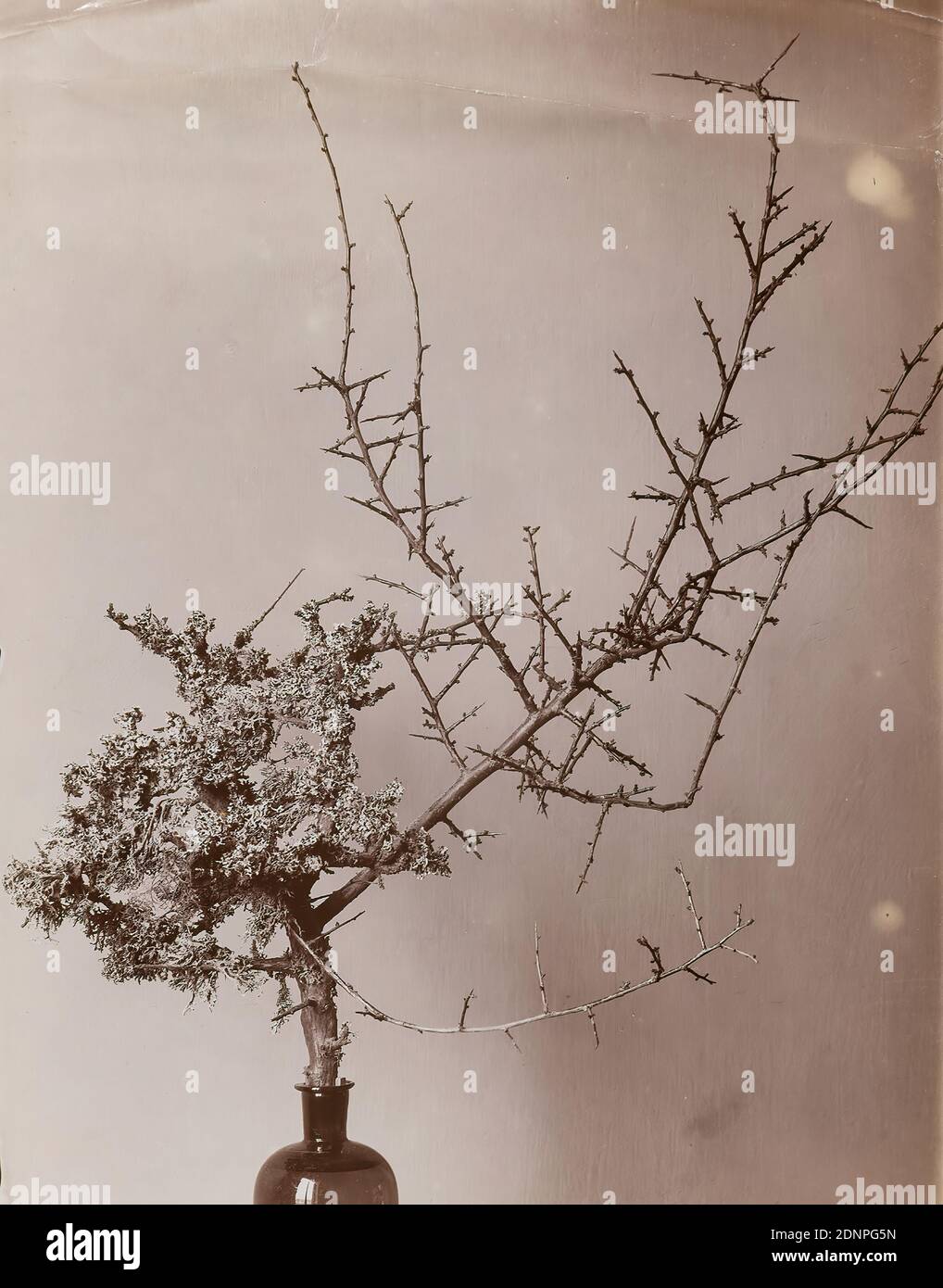 Wilhelm Weimar, Schleedornzweig overgrown with lichen, collodion paper ...