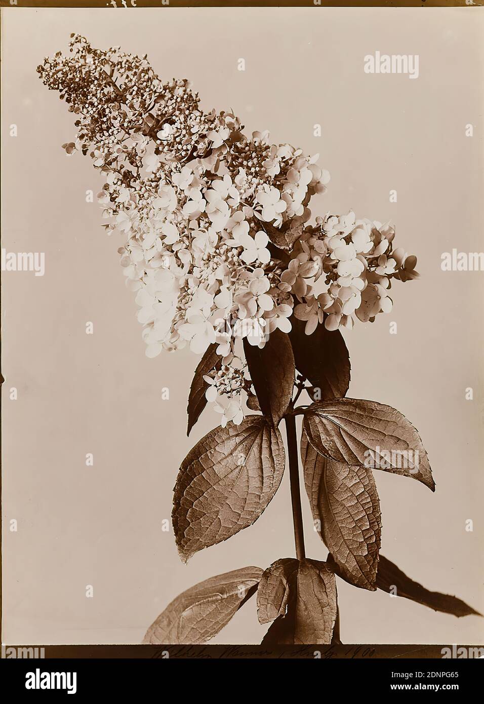 Wilhelm Weimar, Hydrangea, collodion paper, black and white positive ...