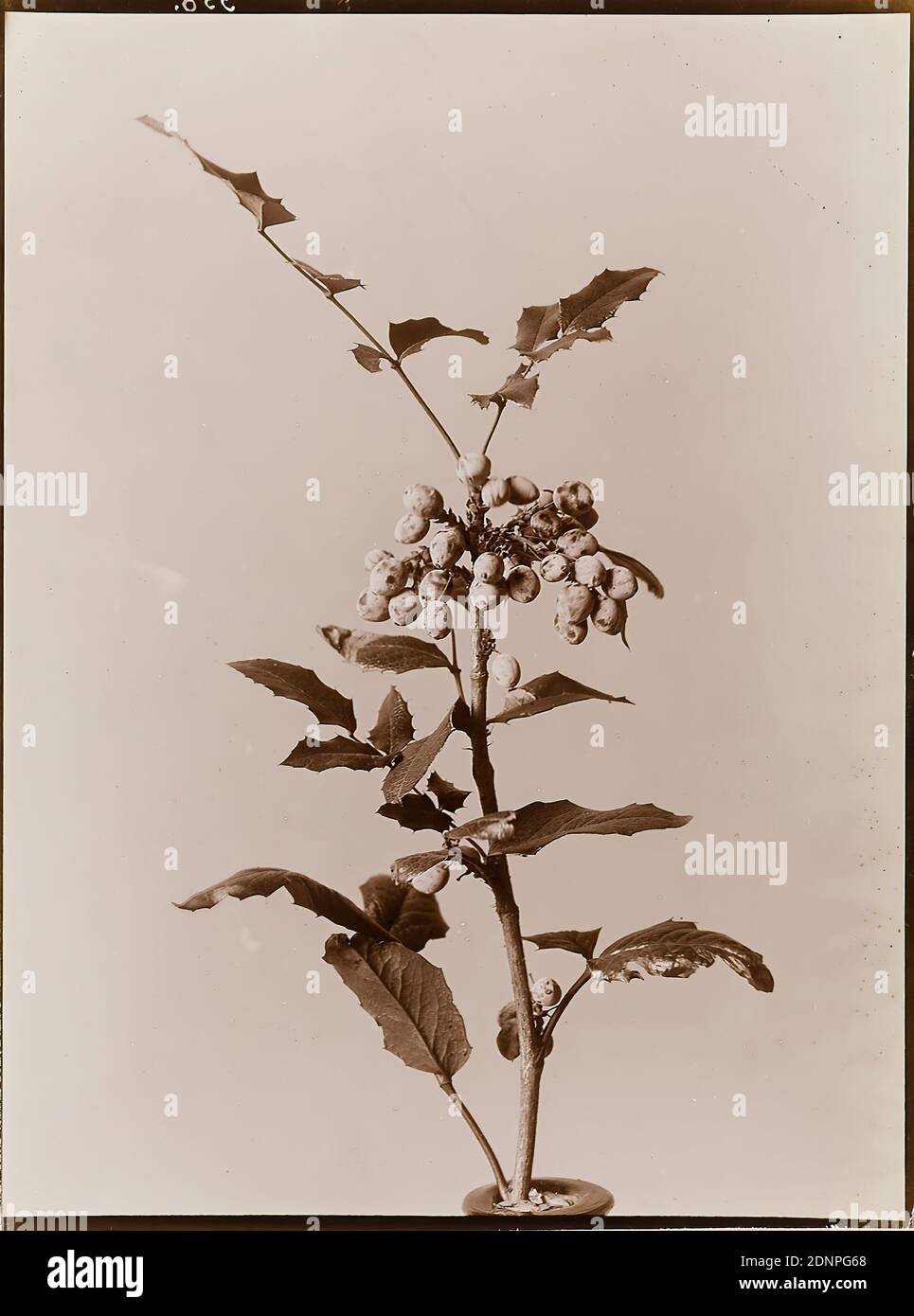 Wilhelm Weimar, holly, collodion paper, black and white positive ...