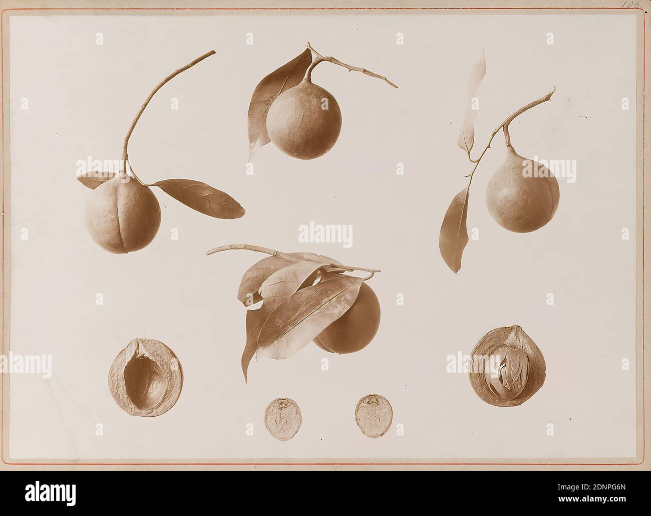 Wilhelm Weimar, walnut in different states, collodion paper, black and ...