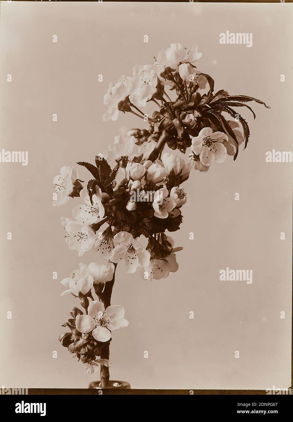 Wilhelm Weimar, cherry blossom, collodion paper, black and white ...