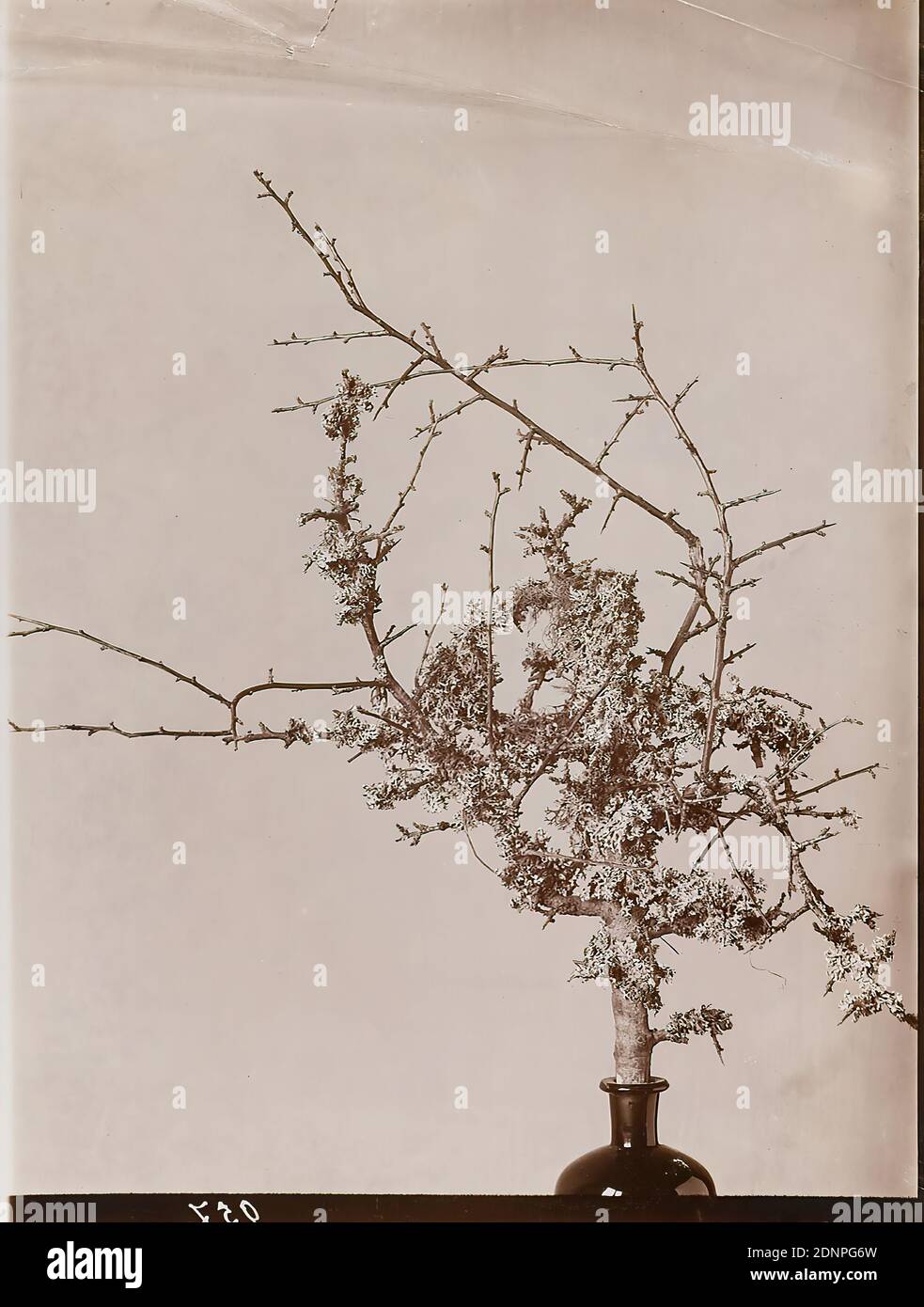 Wilhelm Weimar, Schleedornzweig overgrown with lichen, collodion paper ...