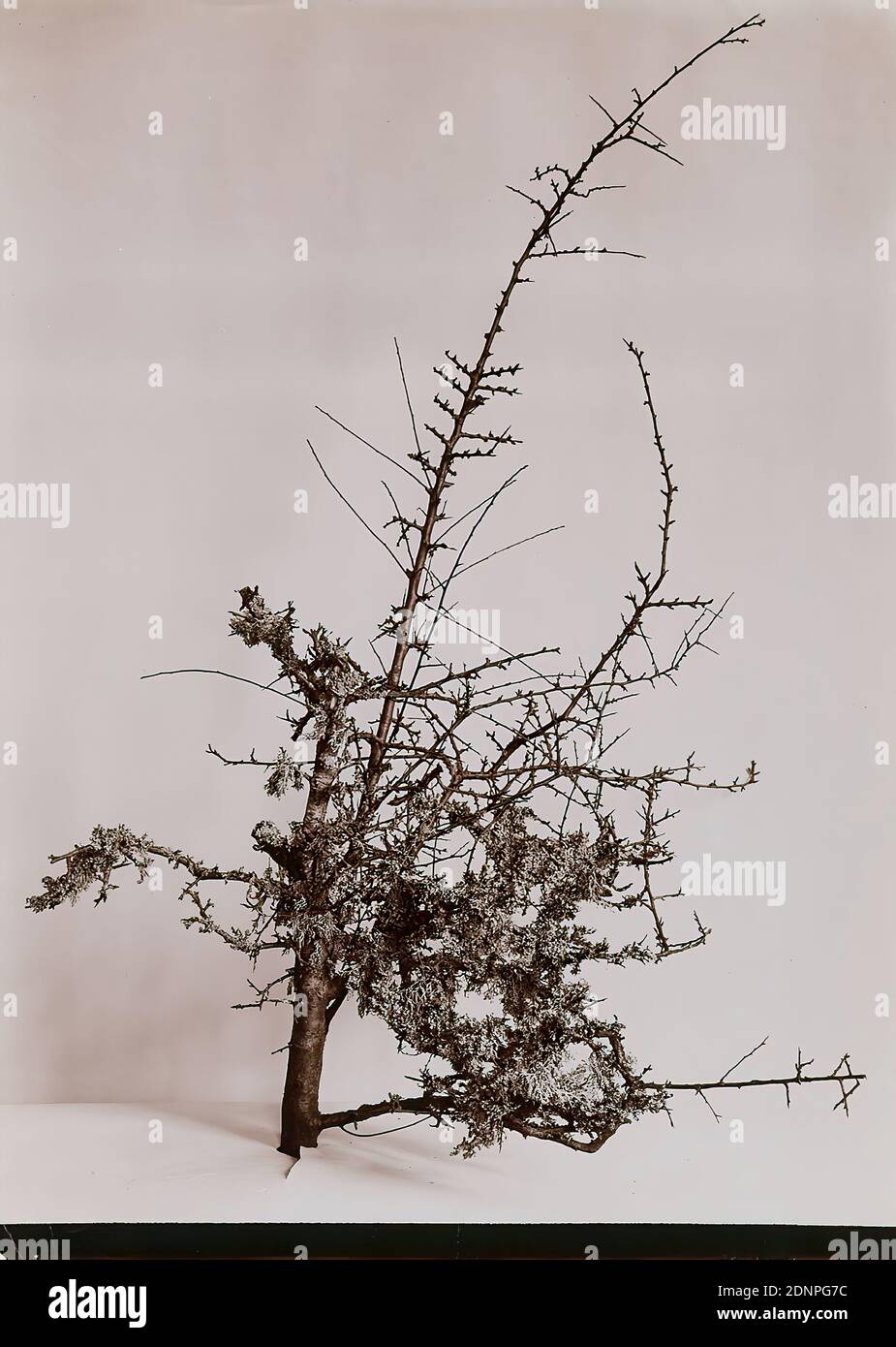 Wilhelm Weimar, Schleedornzweig overgrown with lichen, collodion paper ...
