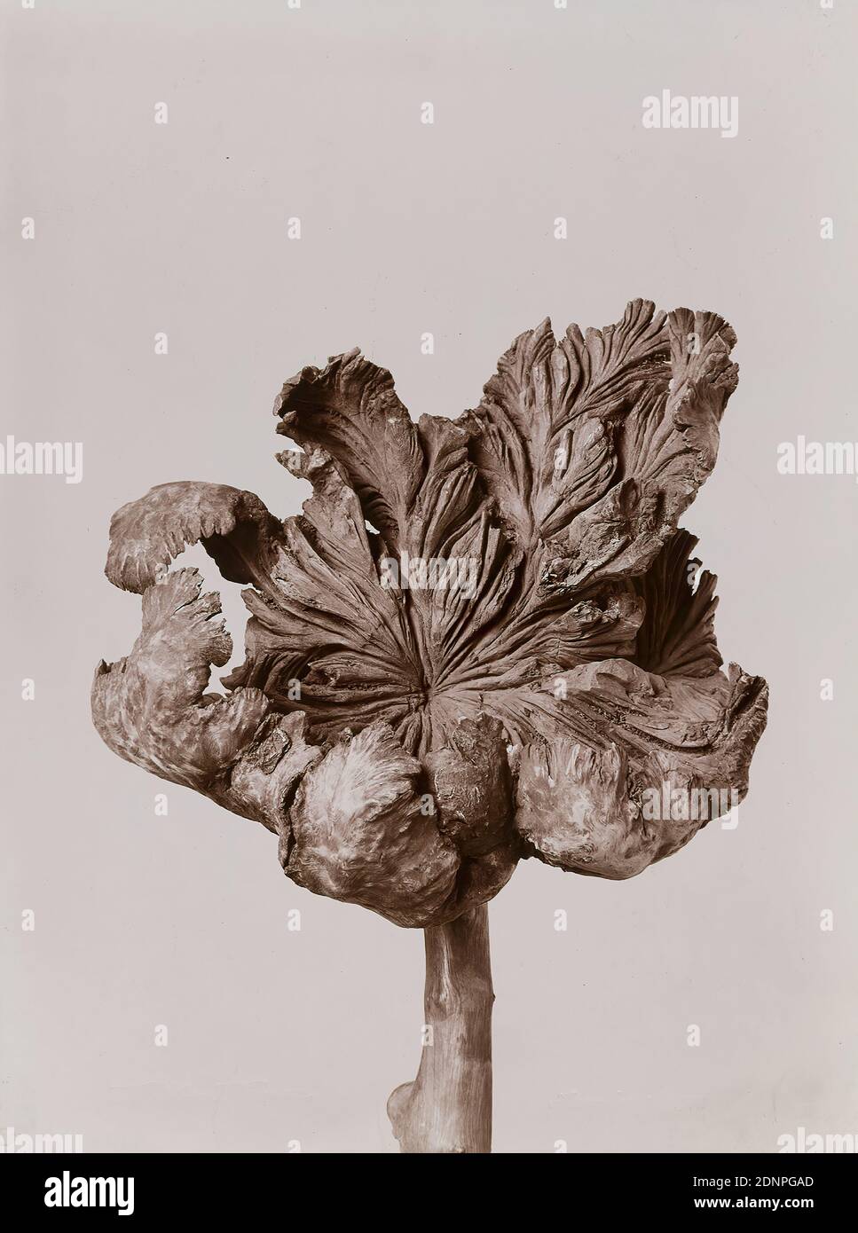 Silver gelatine paper hi-res stock photography and images - Alamy