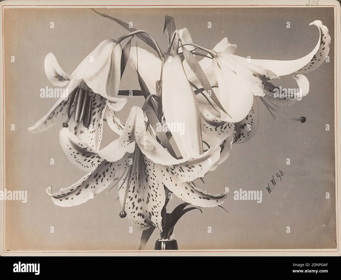 Wilhelm Weimar, lily, collodion paper, black and white positive process ...