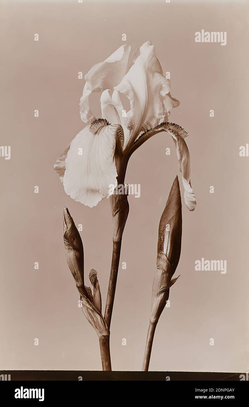 Wilhelm Weimar, iris, albumin paper, black and white positive process ...