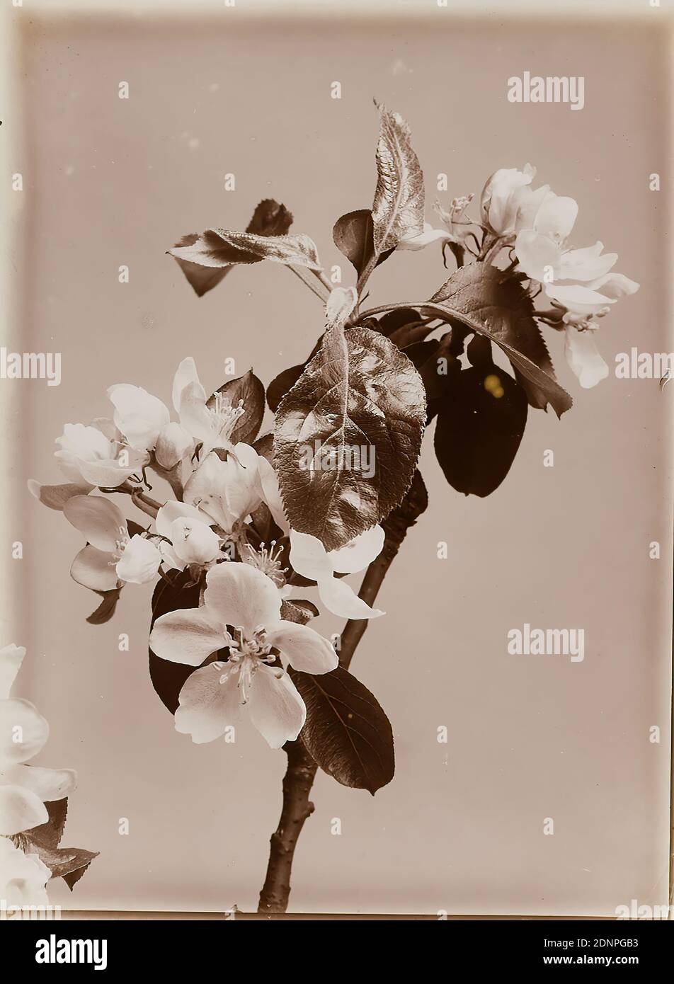 Wilhelm Weimar, apple blossom, collodion paper, black and white ...