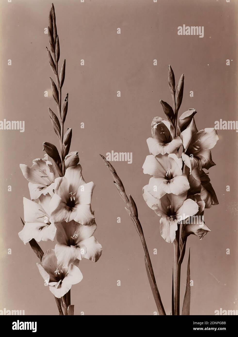 Wilhelm Weimar, gladiolas, collodion paper, black and white positive ...