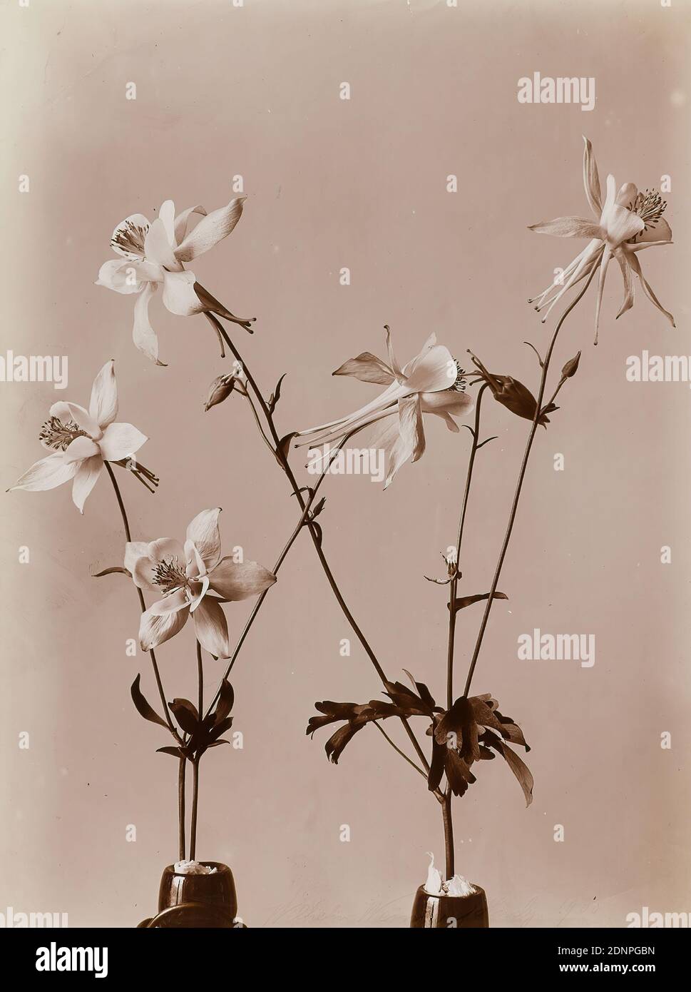 Wilhelm Weimar, columbine, collodion paper, black and white positive ...