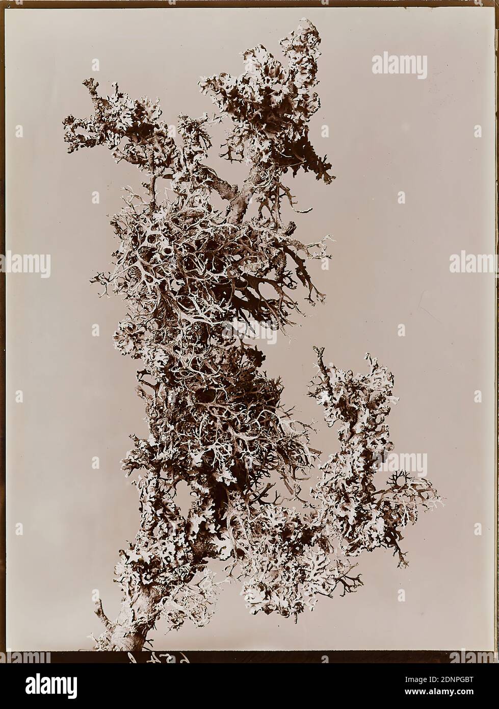Wilhelm Weimar, Lichen-covered Schleedornzweig, collodion paper, black ...