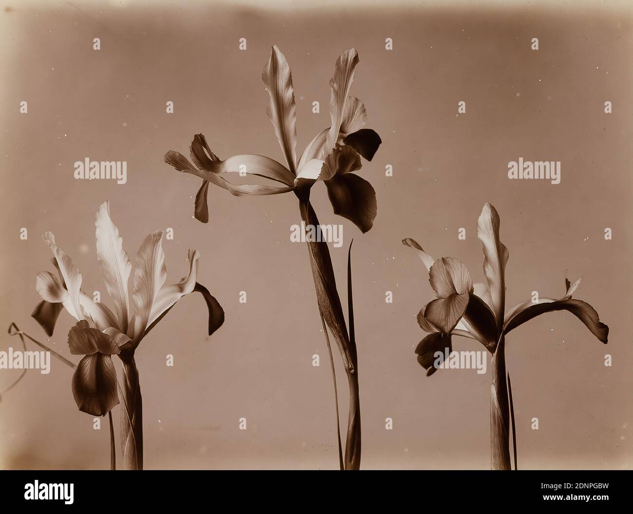 Wilhelm Weimar, iris, collodion paper, black and white positive process ...