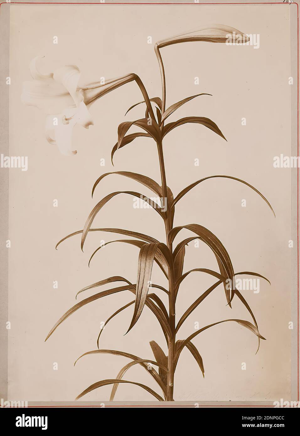 Wilhelm Weimar, lily, collodion paper, black and white positive process ...