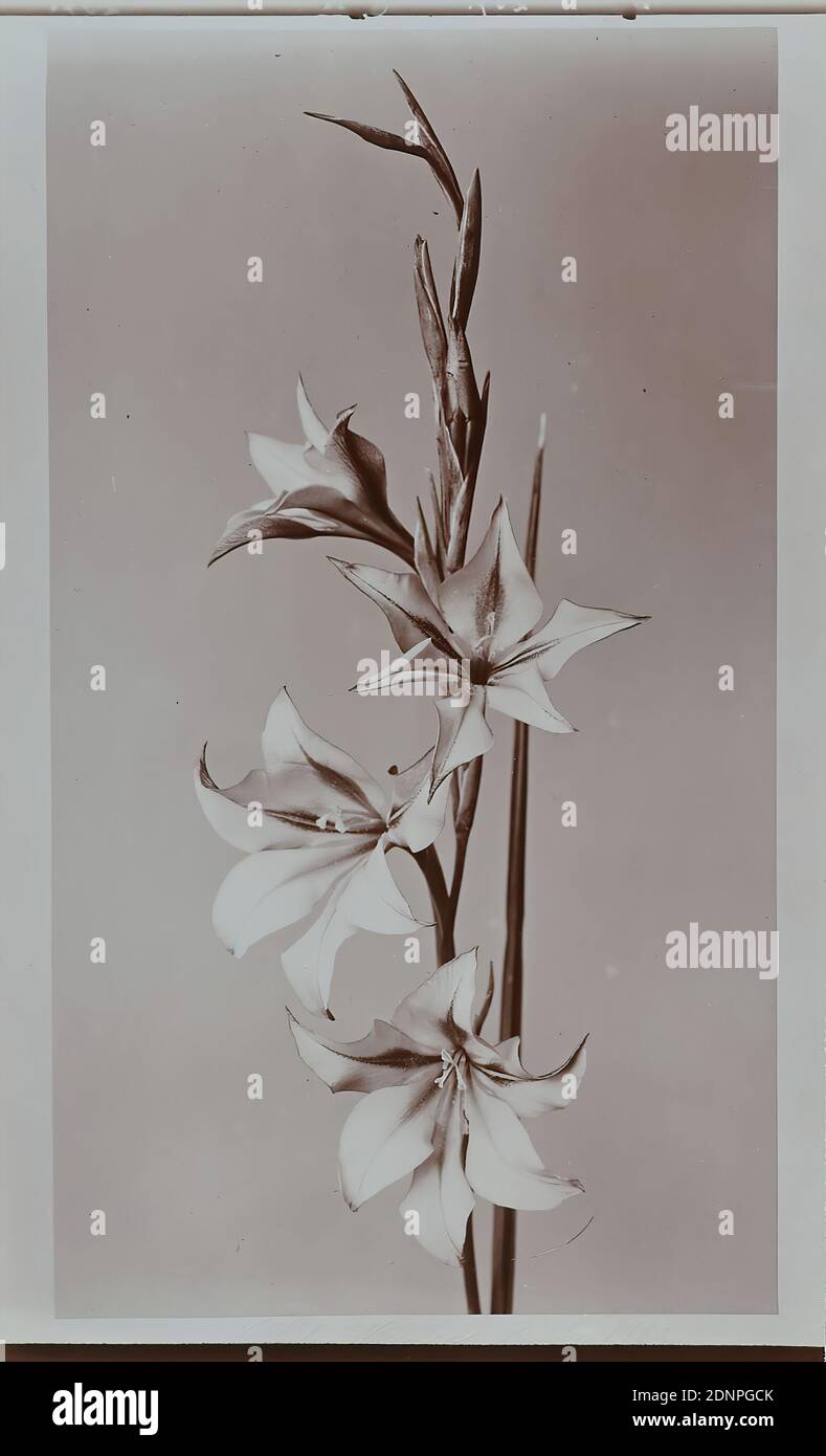 Wilhelm Weimar, Lily, collodion paper, black and white positive process ...