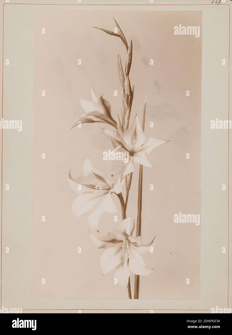 Wilhelm Weimar, irises, collodion paper, black and white positive ...