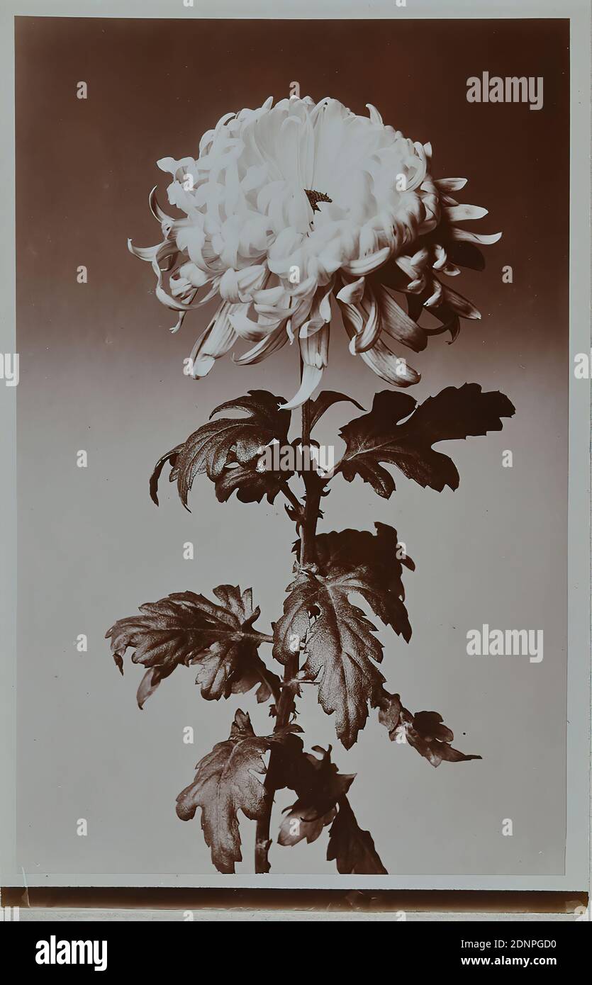 Wilhelm Weimar, chrysanthemum, collodion paper, black and white ...