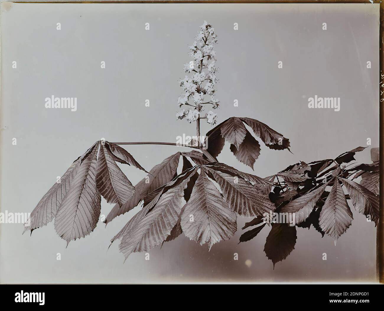 Wilhelm Weimar, chestnut, collodion paper, black and white positive ...