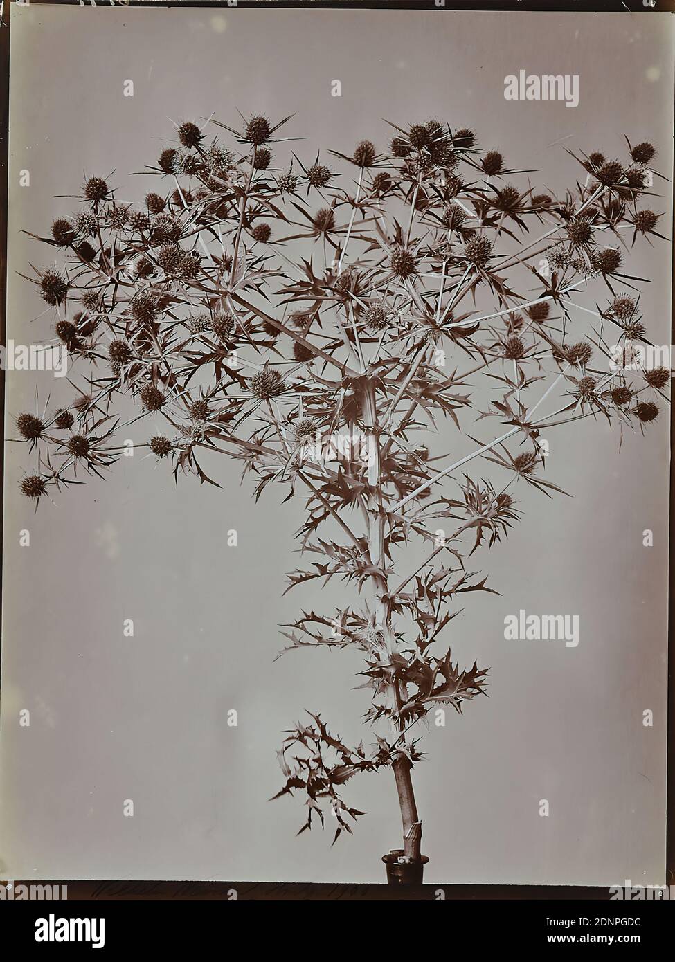 Wilhelm Weimar, thistle, collodion paper, black and white positive ...