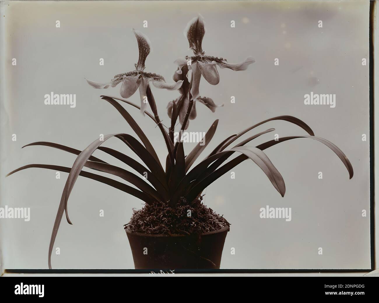 Wilhelm Weimar, orchid, collodion paper, black and white positive process, total: height: 17,30 ...