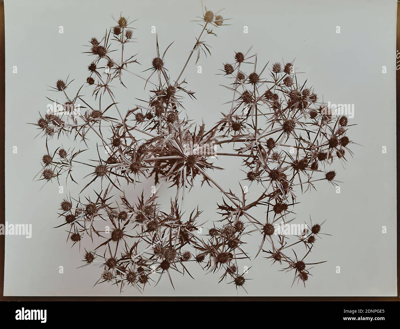 Wilhelm Weimar, thistle, collodion paper, black and white positive ...