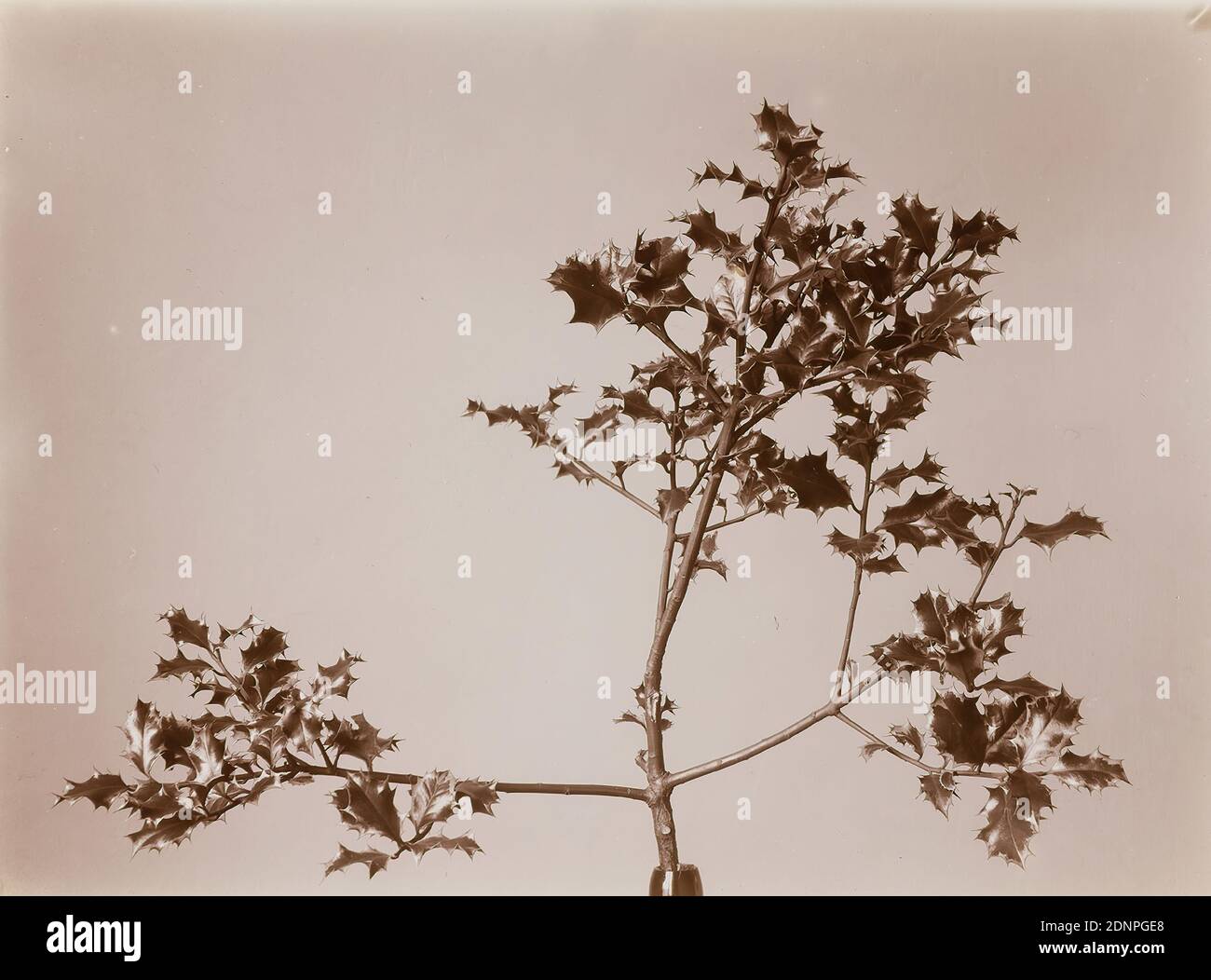 Wilhelm Weimar, holly, collodion paper, black and white positive ...