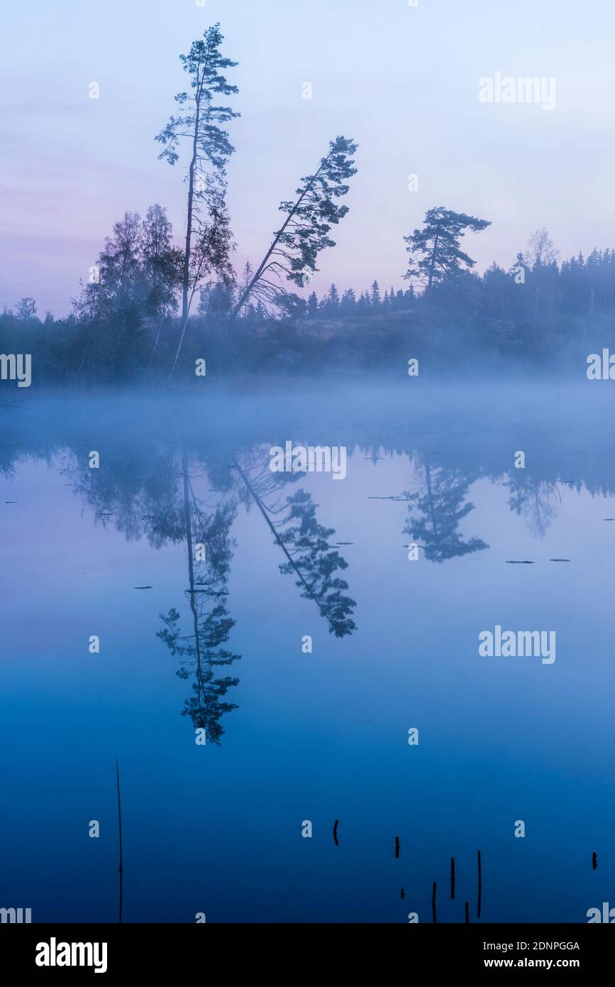 Trees reflecting in lake Stock Photo - Alamy