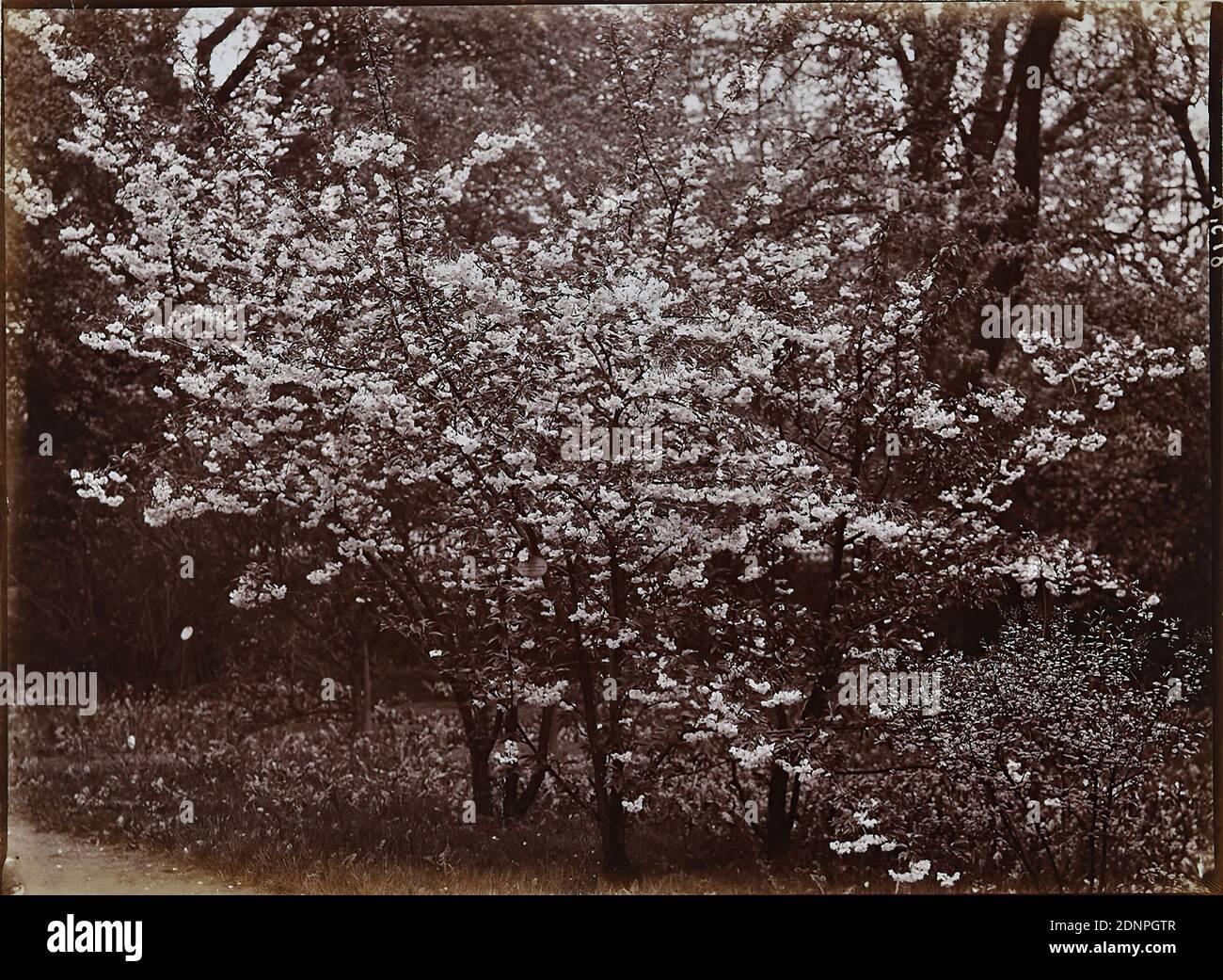 Prunus pseudo acacia pyramidalis hi-res stock photography and images ...