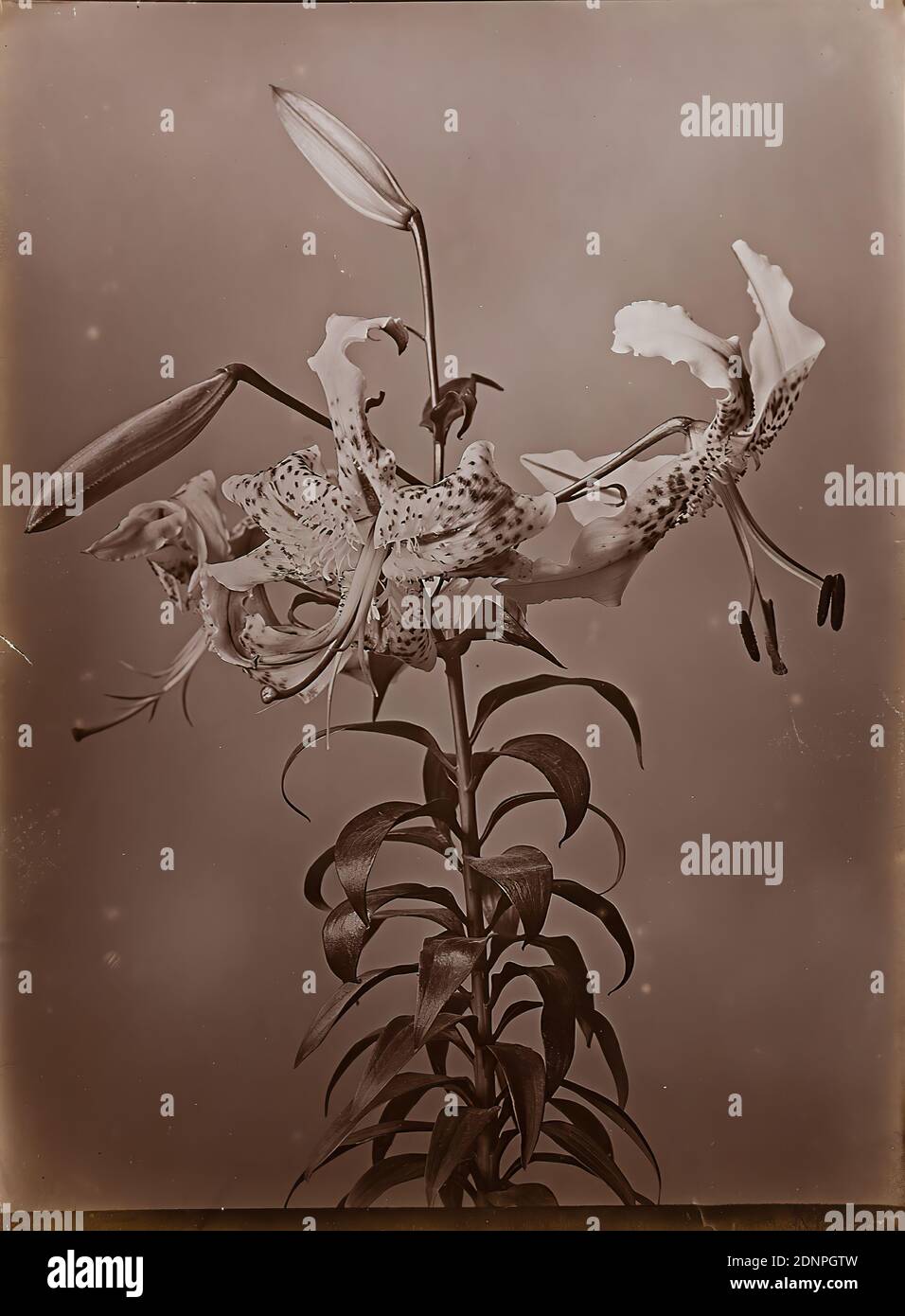 Wilhelm Weimar, lily, collodion paper, black and white positive process ...