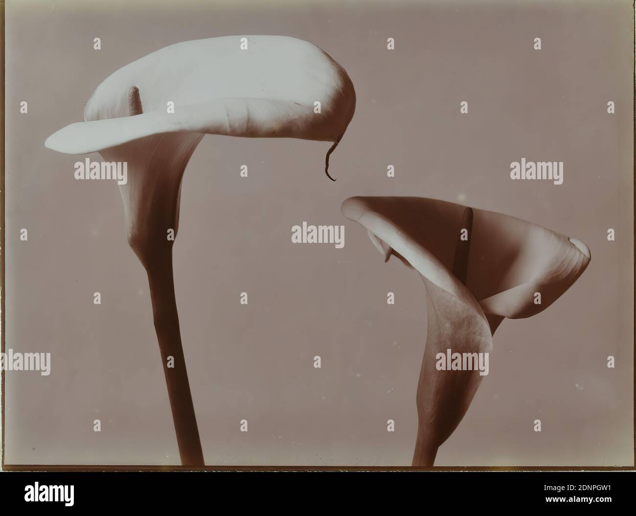 Wilhelm Weimar, Calla, collodion paper, black and white positive ...