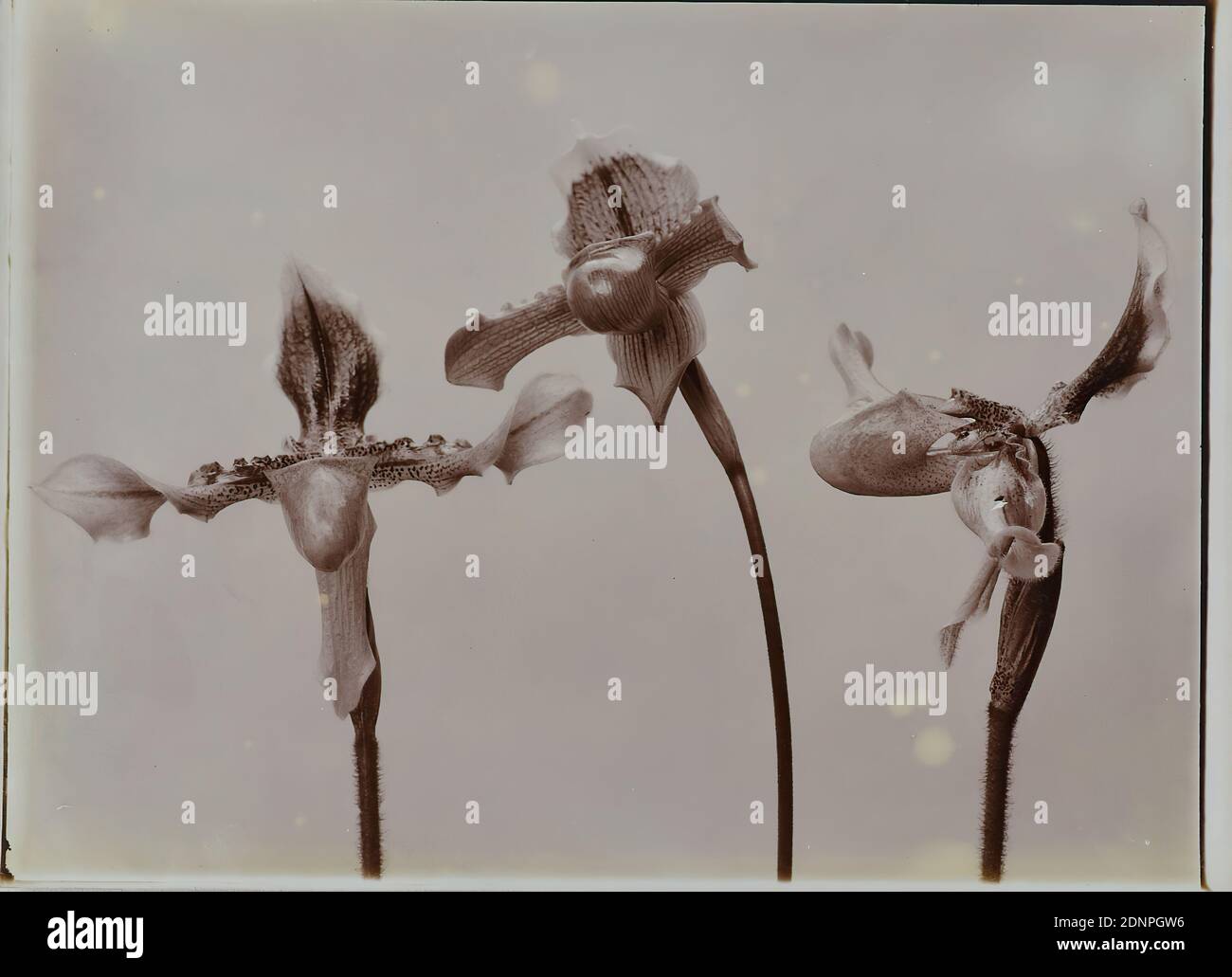 Wilhelm Weimar, iris, collodion paper, black and white positive process ...