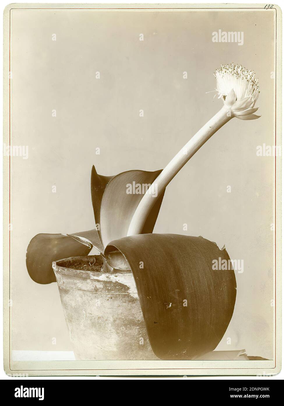 Collodion Cut Out Stock Images & Pictures - Alamy