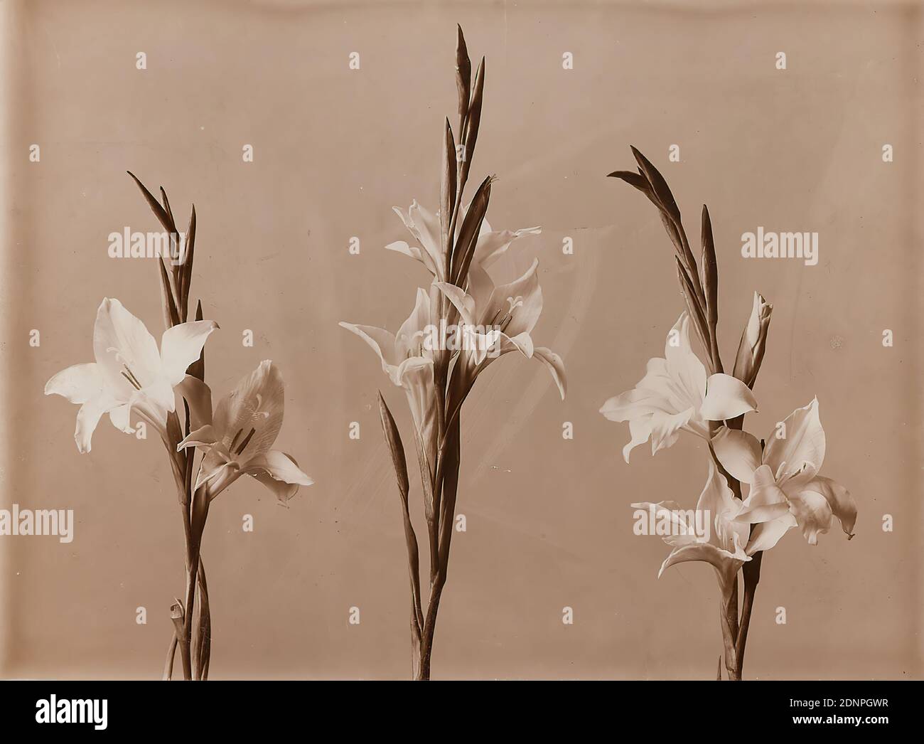 Wilhelm Weimar, gladiolas, collodion paper, black and white positive ...