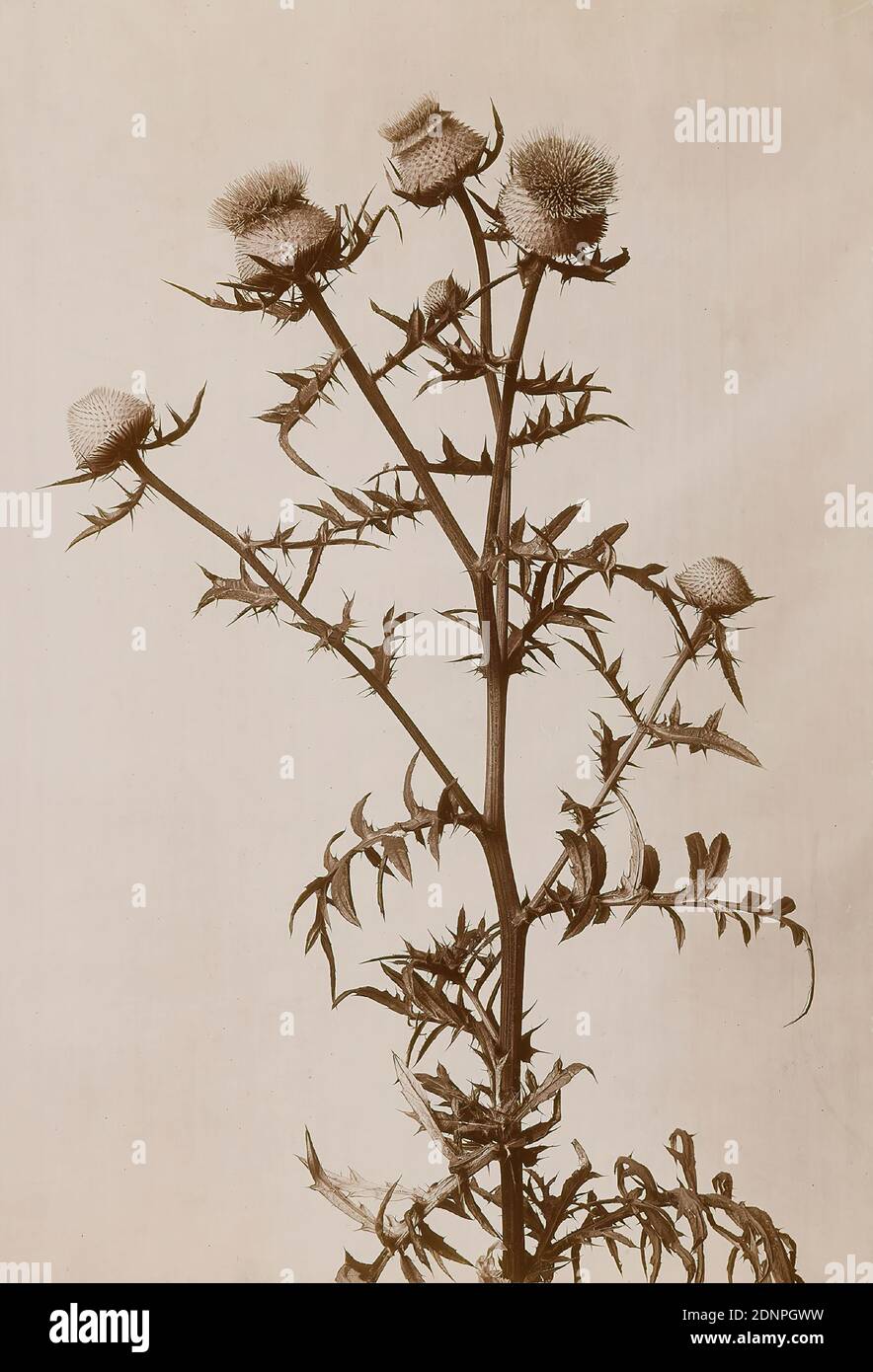 Wilhelm Weimar, thistle, collodion paper, black and white positive ...