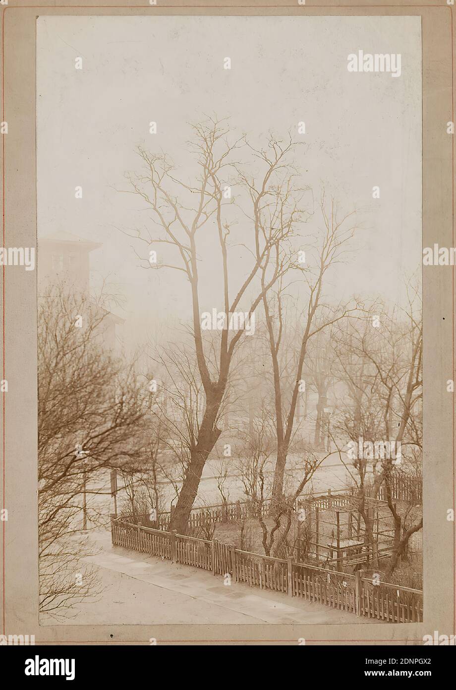Wilhelm Weimar, view of a group of trees, collodion paper, black and ...